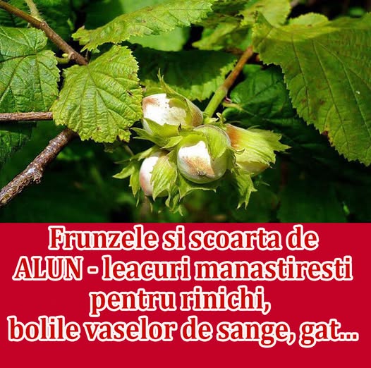 Frunzele si scoarta de alun – Leacuri manastiresti pentru sanatate si ...