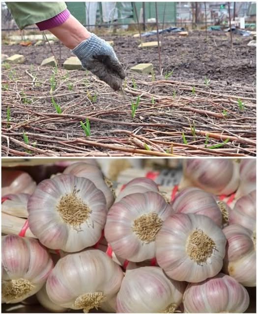 Presar usturoiul primăvara, după răsărire, cu acest amestec