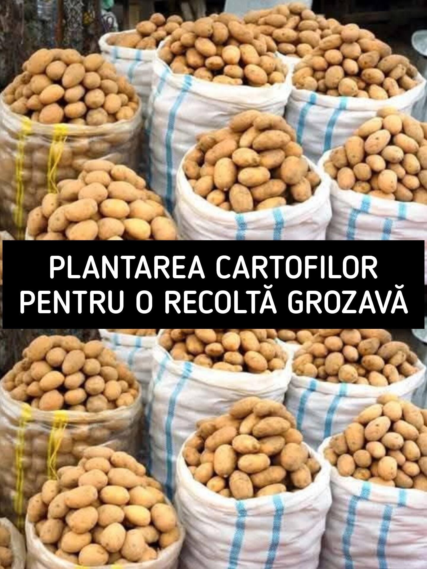 Plantez cartofii prin metoda „pe dos”, așa cum m-a învățat unchiul meu ...